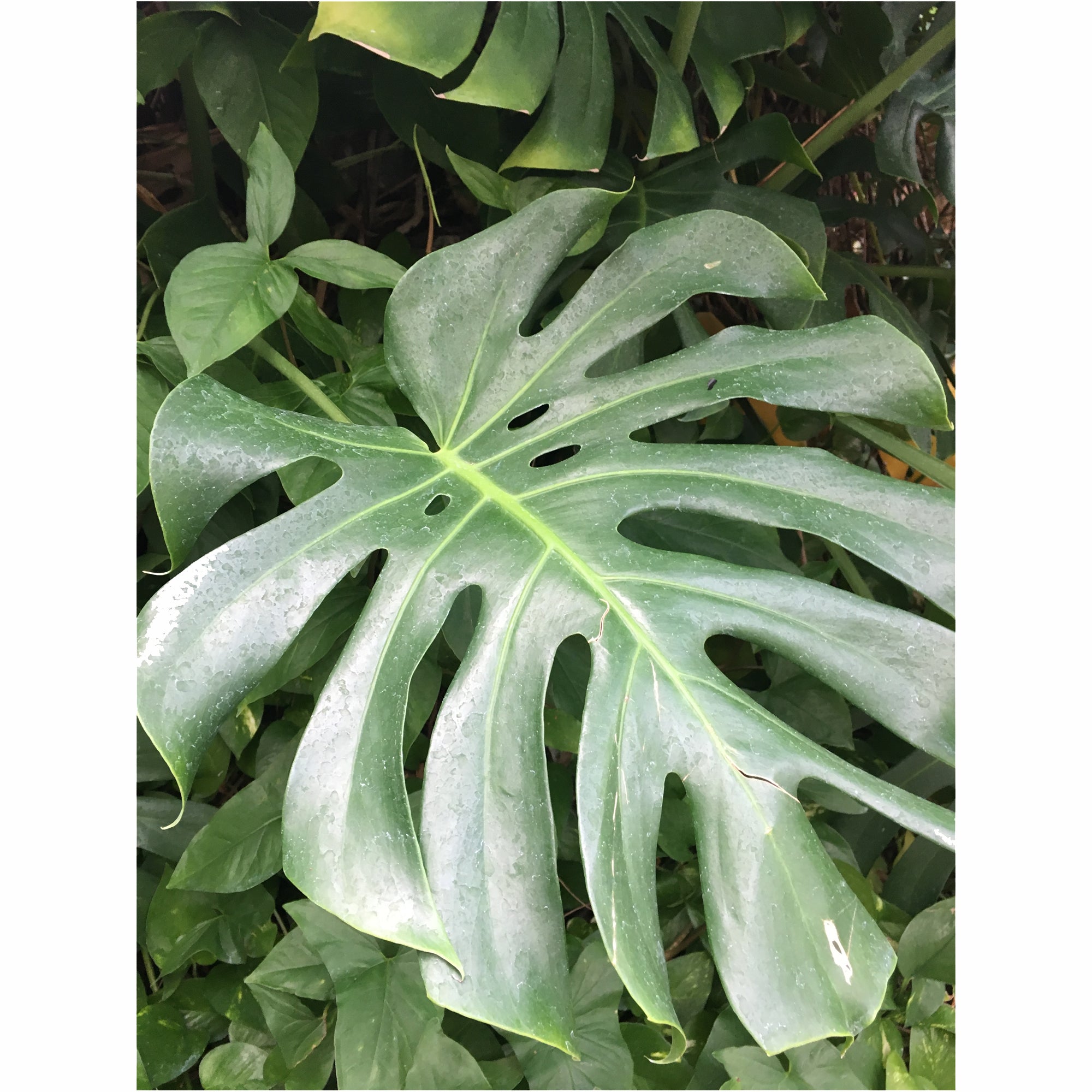 Monstera Photo, Original Tropical Plant Print, Nature Photography ...